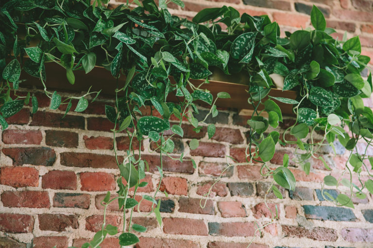 Lemon Press · Nantucket, MA · The Food Lens