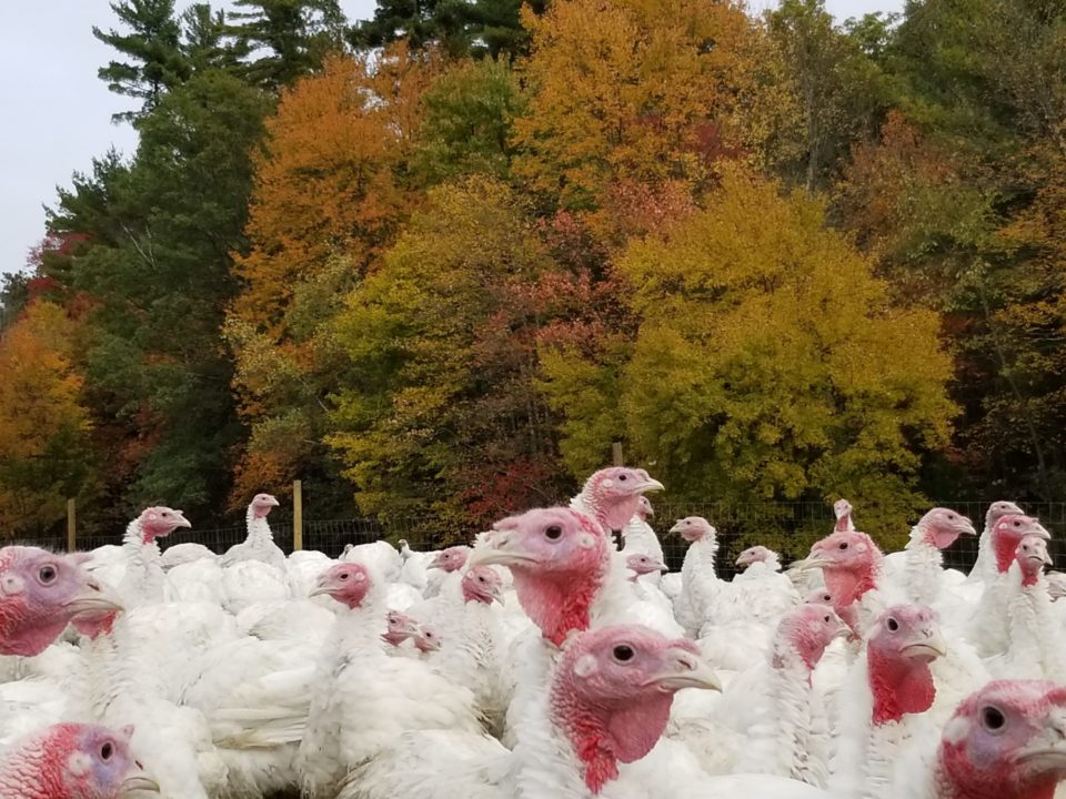 Everything You Need to Know About Turkey · Boston · The Food Lens